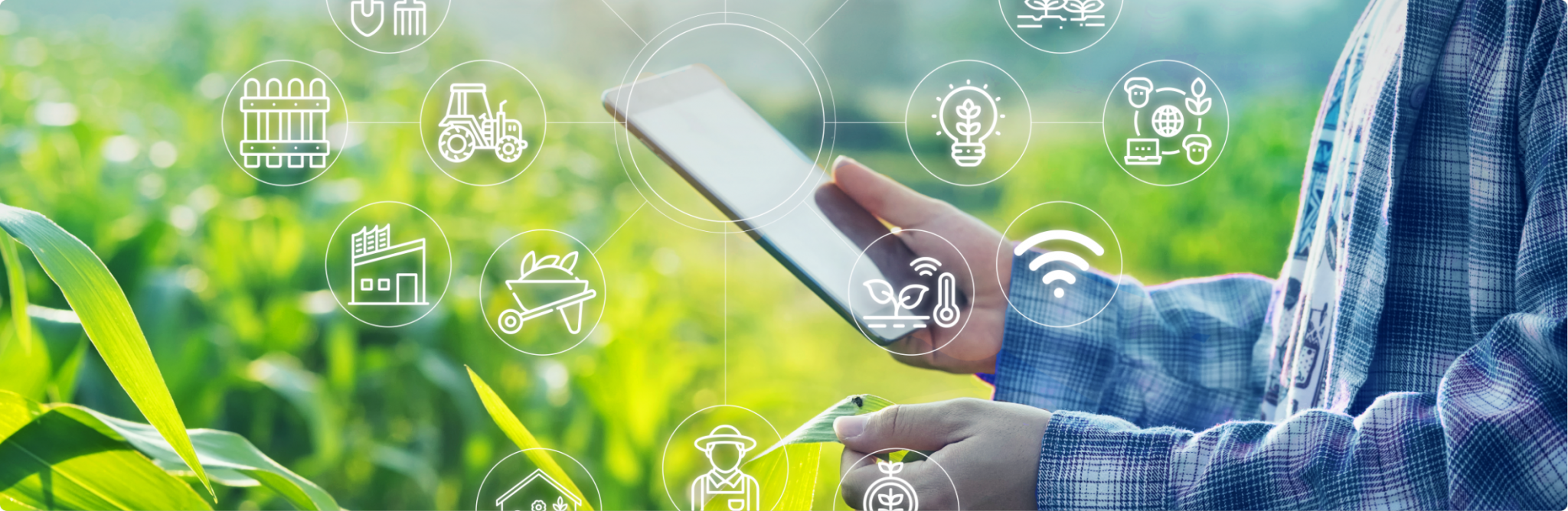 Digital Agriculture – Anacle Data -IoT Solution Provider